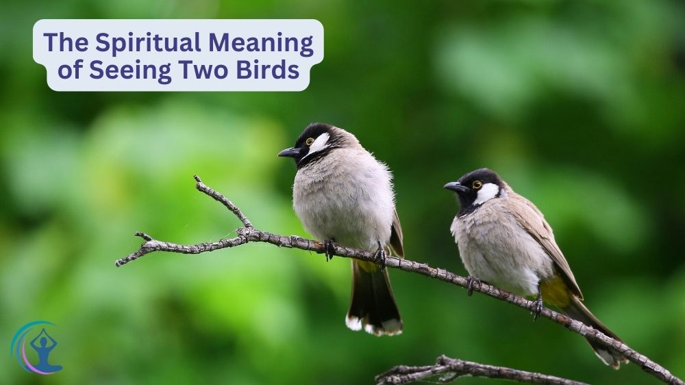 2 Birds Spiritual Meaning: Understanding the Symbolism Behind Seeing ...